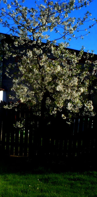 Rarossa: WIOSNA W OGRODZIE