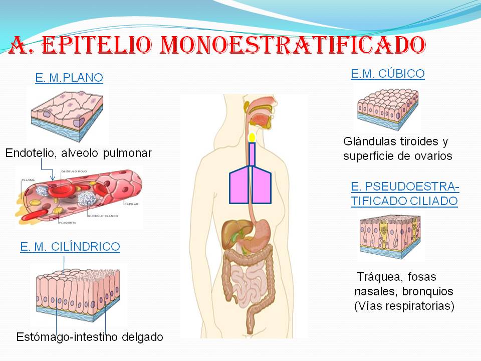 Biologìa: tejido epitelial