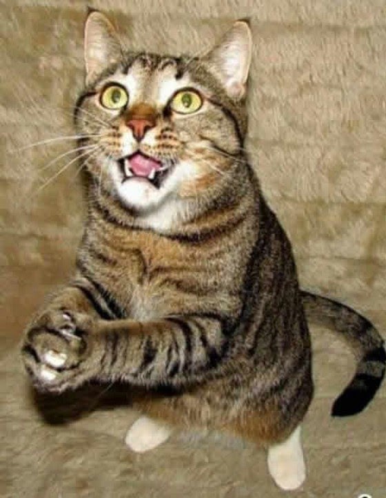 22 imagens de bichinhos fofinhos rezando