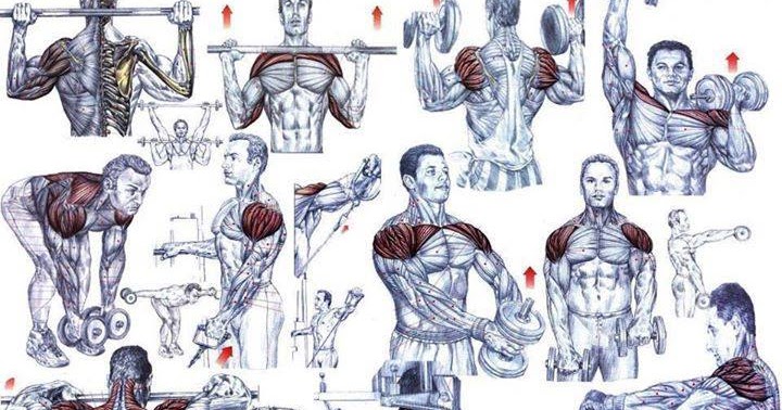Shoulder Workouts For Mass Muscle Gains ~ multiple fitness