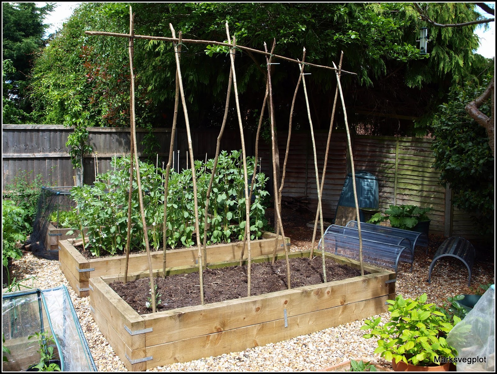 Mark's Veg Plot: Bean-poles are up