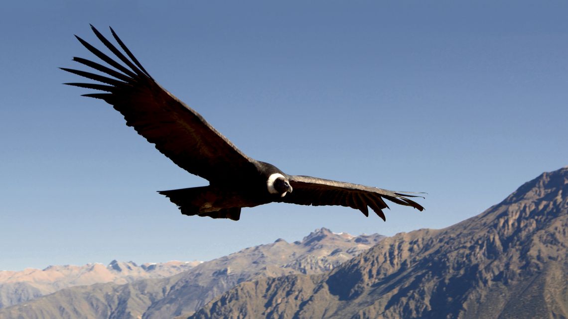 purpura: CÓNDOR GIGANTE ANDINO