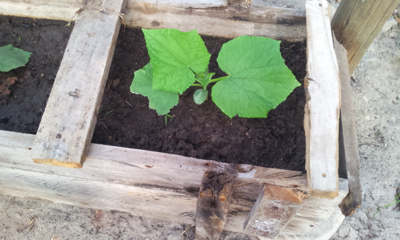 MITIKI -KILIMO KWANZA: KILIMO BORA CHA MATANGO - KWENYE VYOMBO