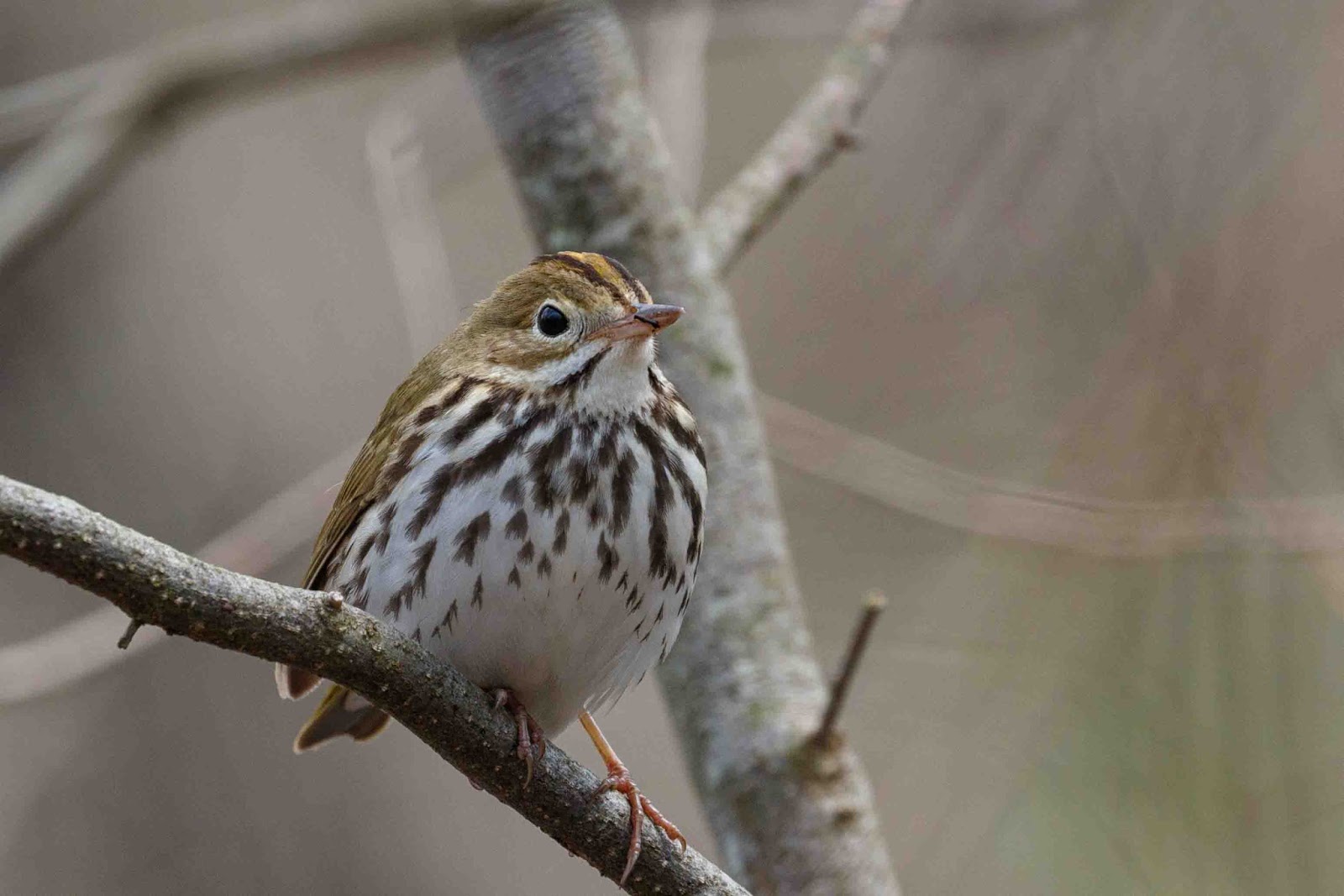 Ovenbird