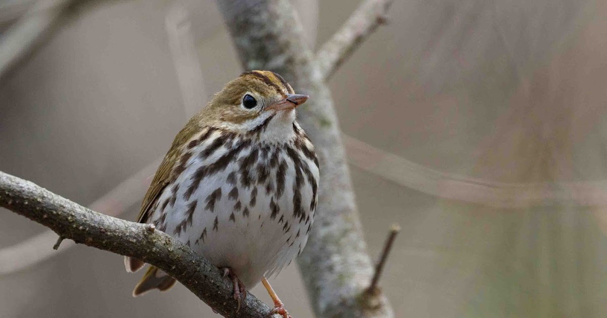 Ovenbird