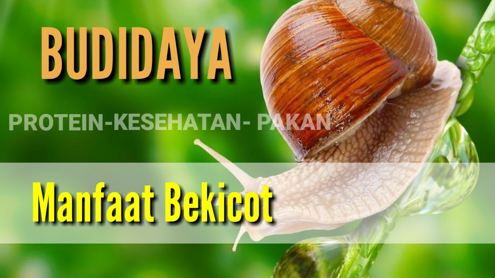 Budidaya Bekicot Mengenal Perilaku dan Manfaat
