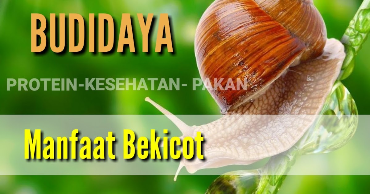 Budidaya Bekicot Mengenal Perilaku dan Manfaat