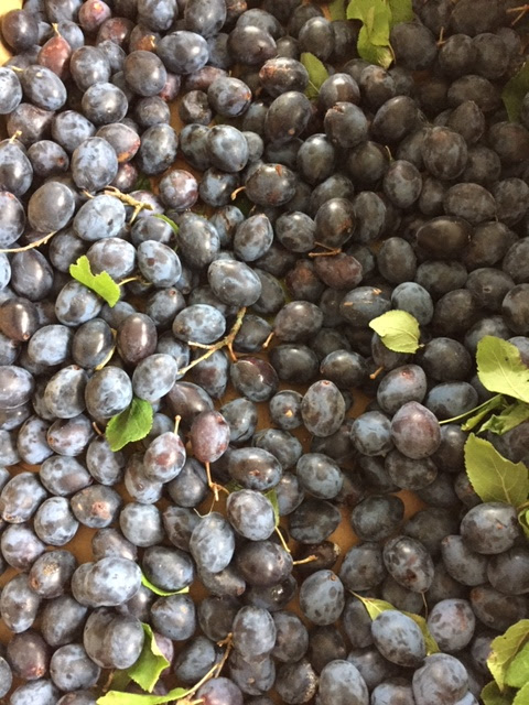 #SixOnSaturday Delighting in Damsons