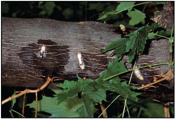 Discover The Asian Longhorned Beetle: Asian Longhorned Beetle What To ...