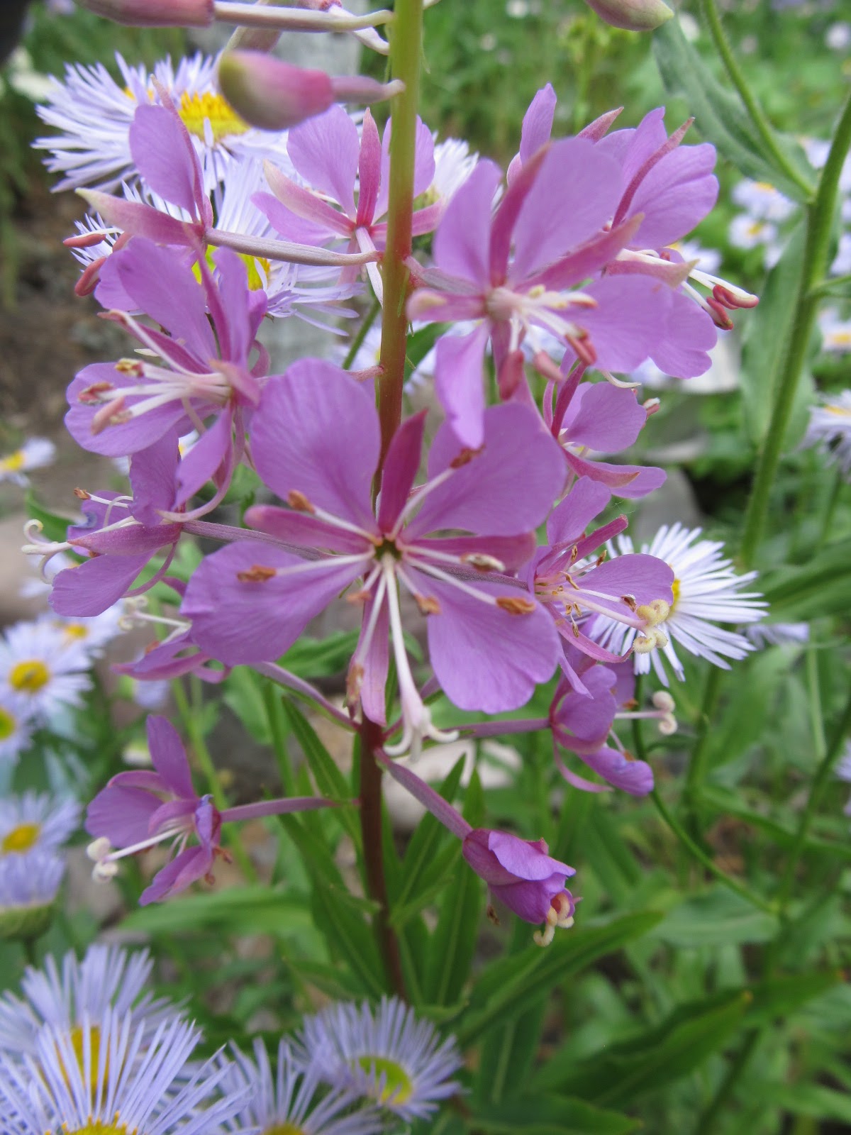 Montana Wildlife Gardener: July 2012