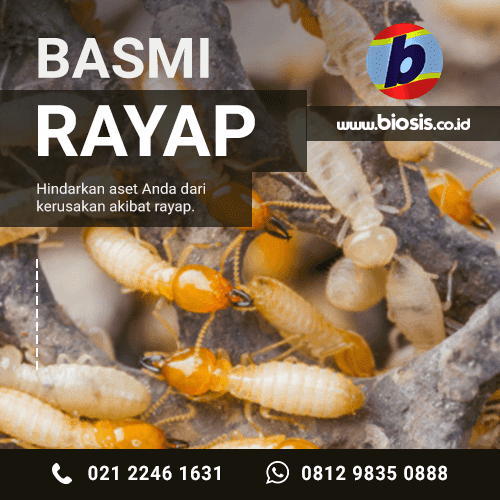 021-22463013 - Mengenal Rayap: 021 22462013 - Kasta Rayap