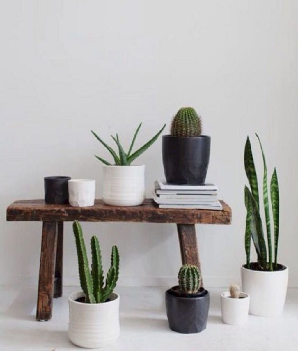 48 Cute Small Cactus Ideas To Maximize Your Interior Design | ARA HOME