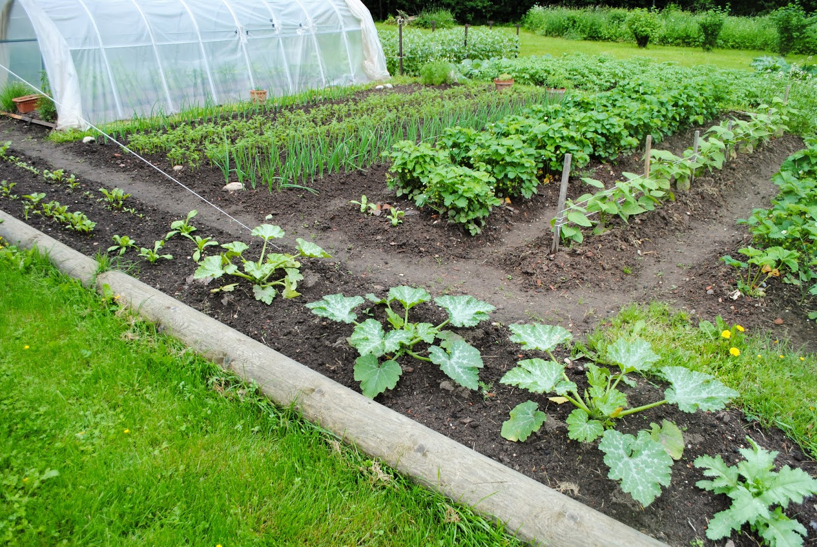 Aed ja Toit: Juunikuu koduaed täies hiilguses koos rohkete piltidega