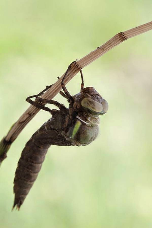Birth of a dragonfly (10 pics) | Amazing Creatures
