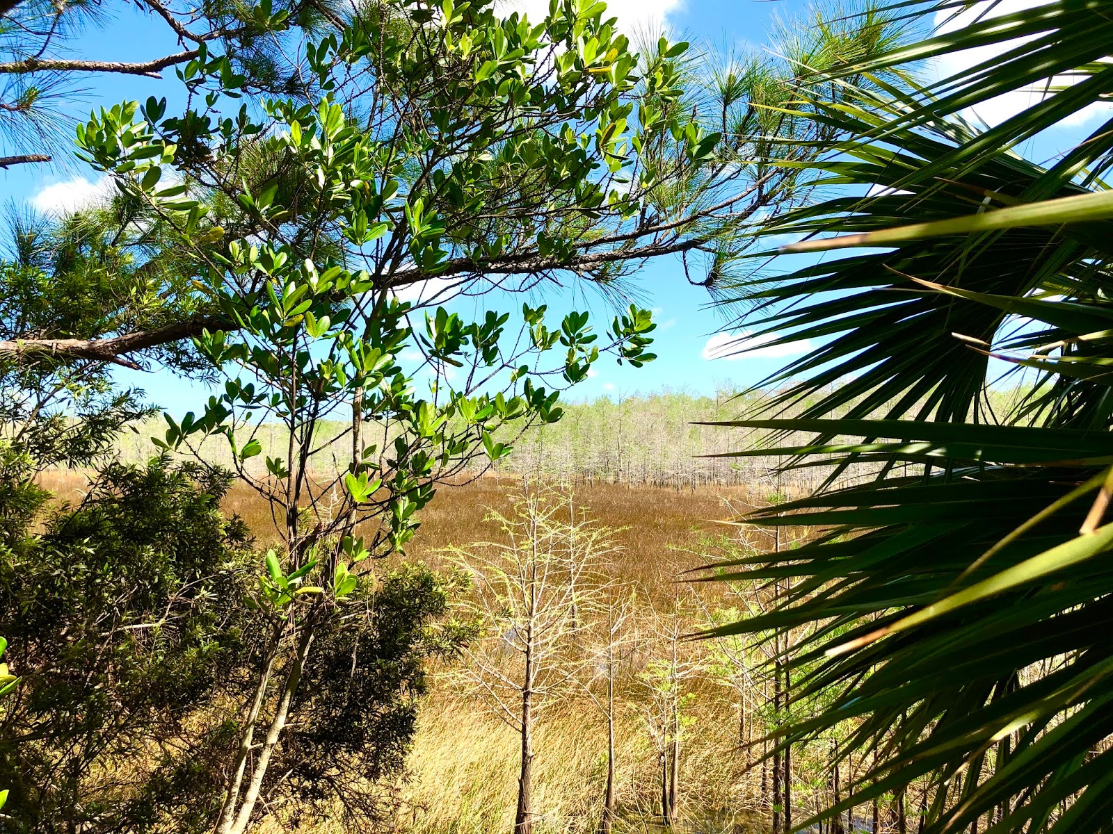 Chuck's Adventures: Biking Florida's Bluegill Trail