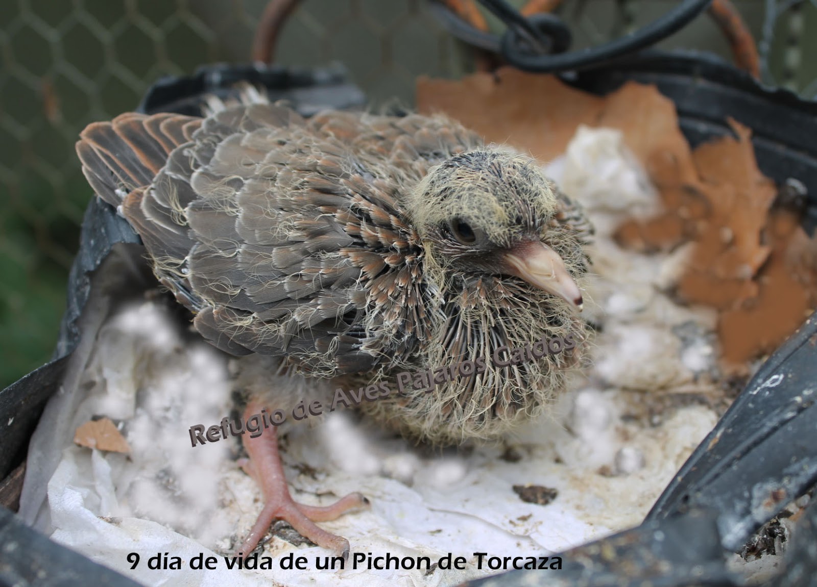 Pájaros Caídos - Ayudandolos a vivir: Pichon de paloma Torcaza (Zenaida ...