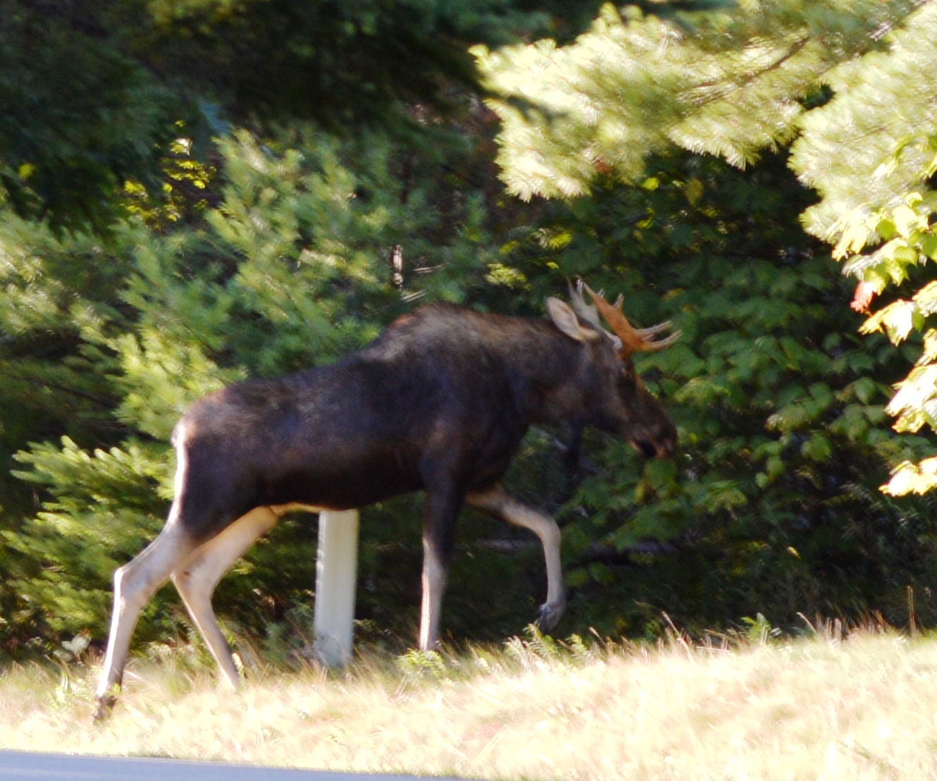 "Acadia's Mainely Ours" : ACADIA MOOSE STORY (w/ Pictures)