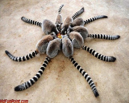 Amazing Funny Animals Group Images ~ Amazing Funny Photos