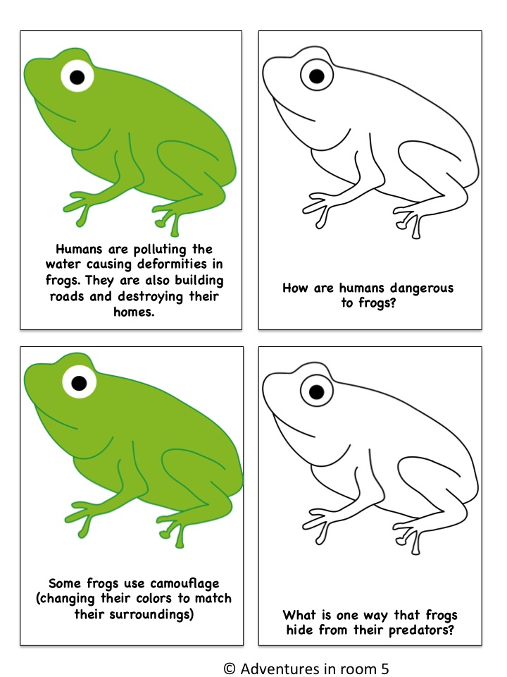Adventures in Room 5: Our study of frogs and a Frog Facts Freebie!