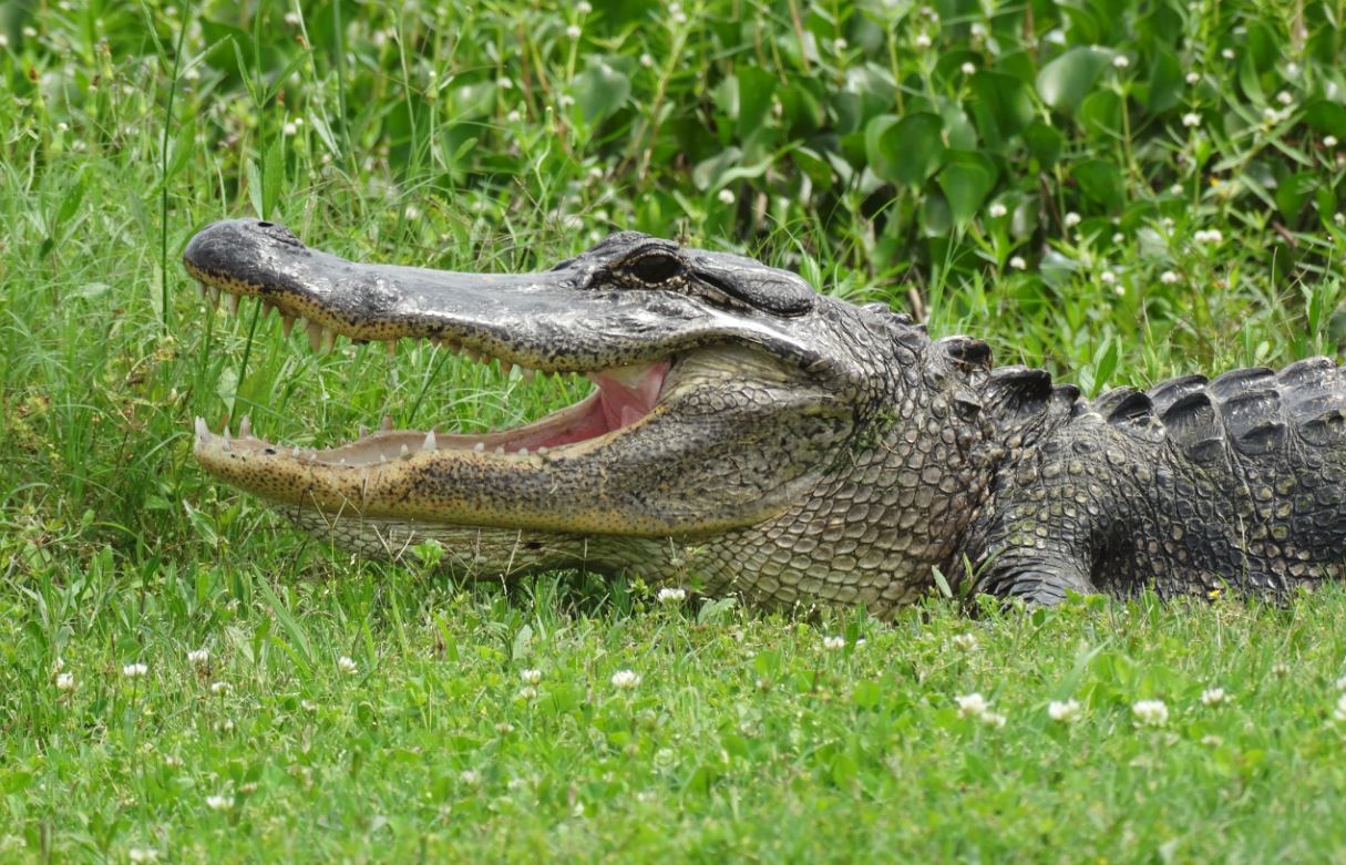 H-Town-West Photo Blog: Alligator warning signs in George Bush Park ...