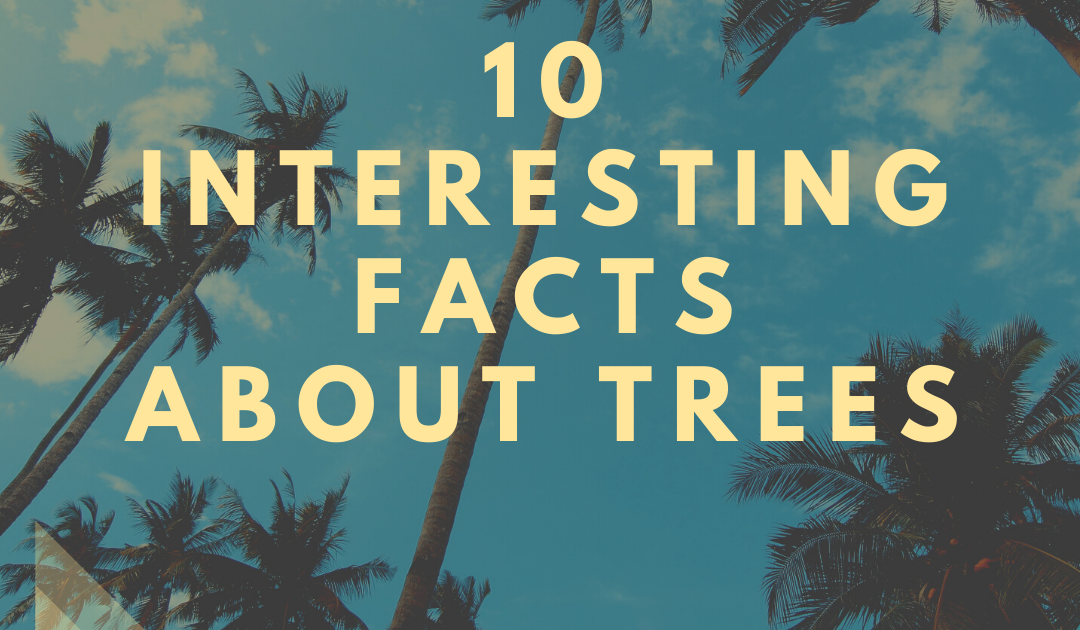10 Interesting facts about trees - plant trees save trees