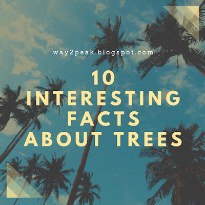 10 Interesting facts about trees - plant trees save trees