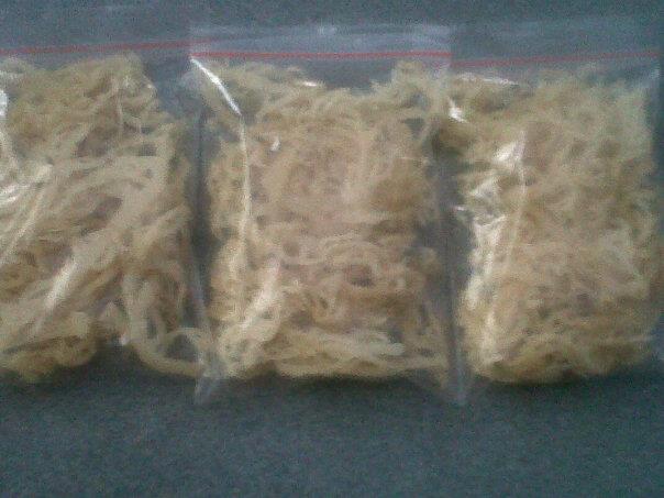 Rumput Laut Indonesia: Edible seaweed di berbagai tempat dengan ...