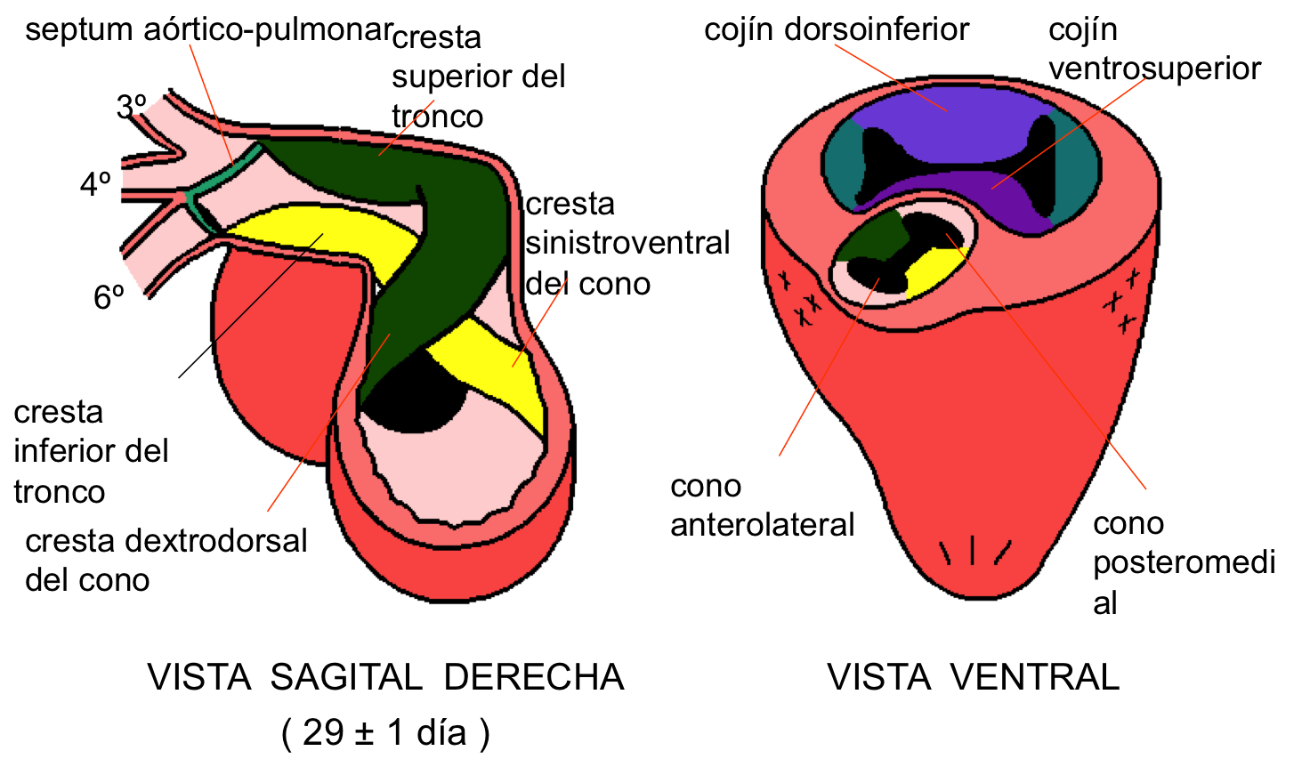 SOS EMBRIOLOGIA HUMANA: DESARROLLO DE CORAZON. TRONCO-CONO