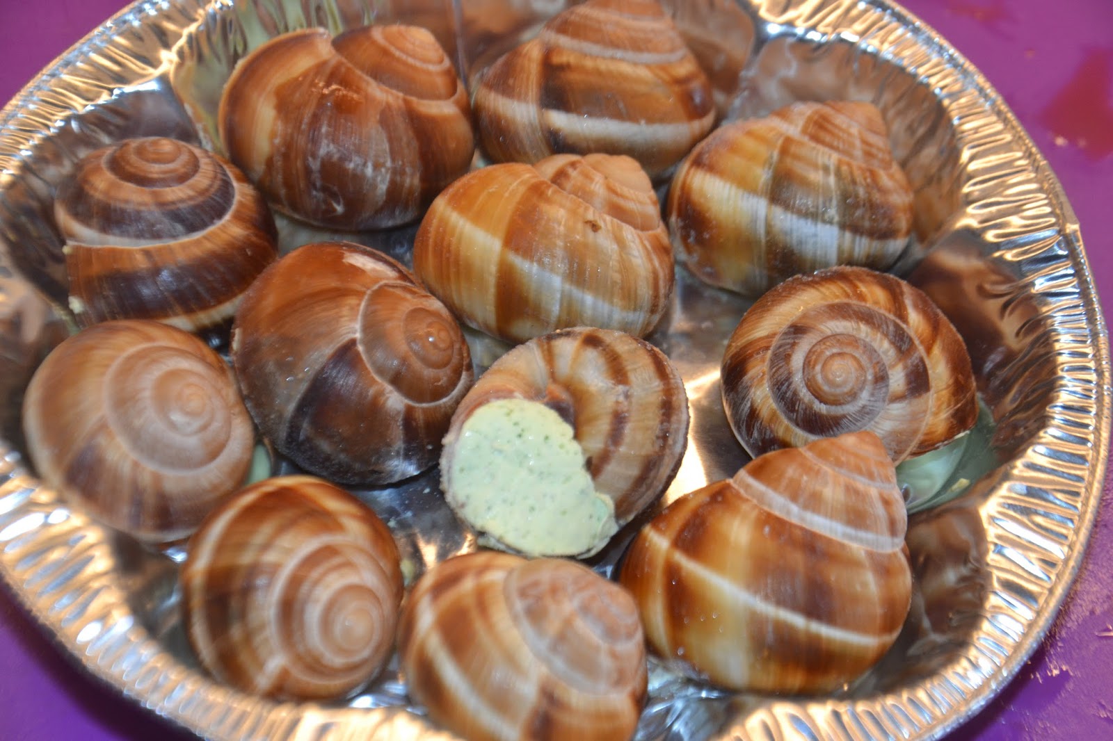 Oppdag Fisk!: Tyrkisk Snegle/Turkish Snail/Helix Lucorum (På Land)