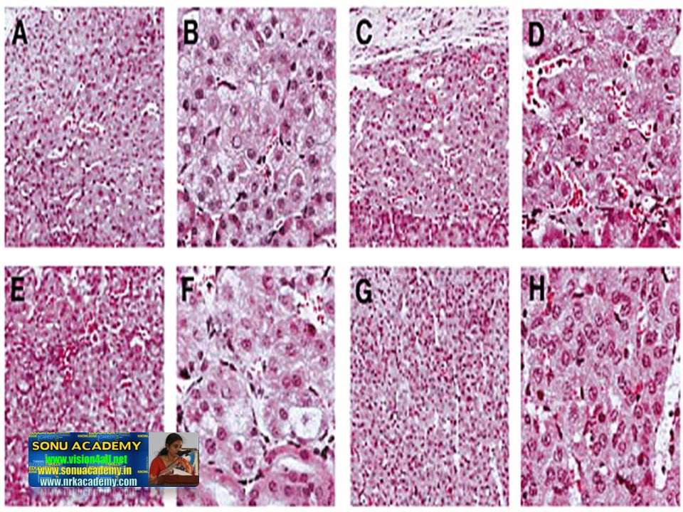 SONU ACADEMY: CELLS ORGANIZE TO FORM TISSUES-TEXT