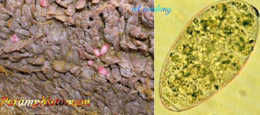 داء البارامفستوم - Paramphistomiasis - Amphystomosis - Paramphistomum ...