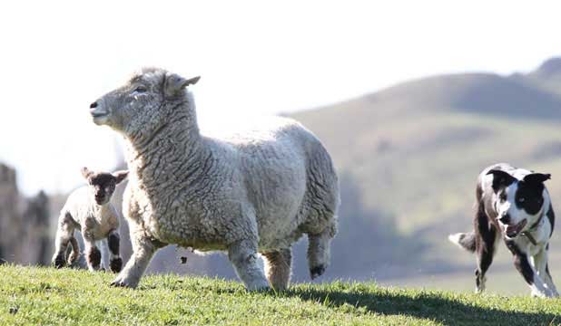 Nothing To Do With Arbroath: Stumpy the sheep dwarf gives birth to ...