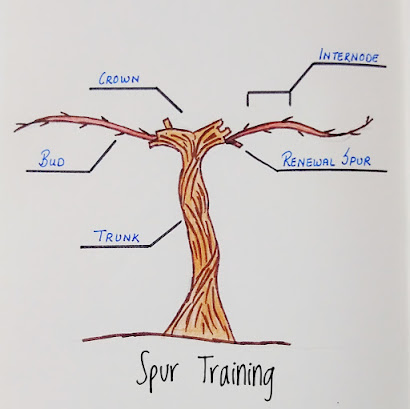 Vine Anatomy - Vine Training Systems.