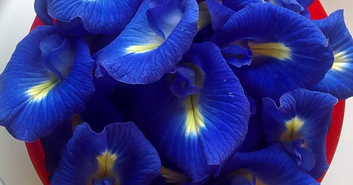 Bunga Telang Dan Manfaatnya Tanaman Dan Manfaatnya: Khasiat Temulawak ...