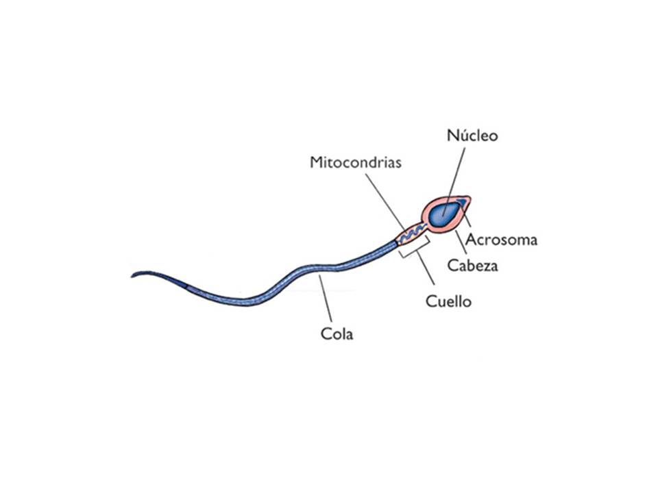 HISTOLOGÍA Y ORGANOGRAFÍA ANIMAL: Estructura del espermatozoide