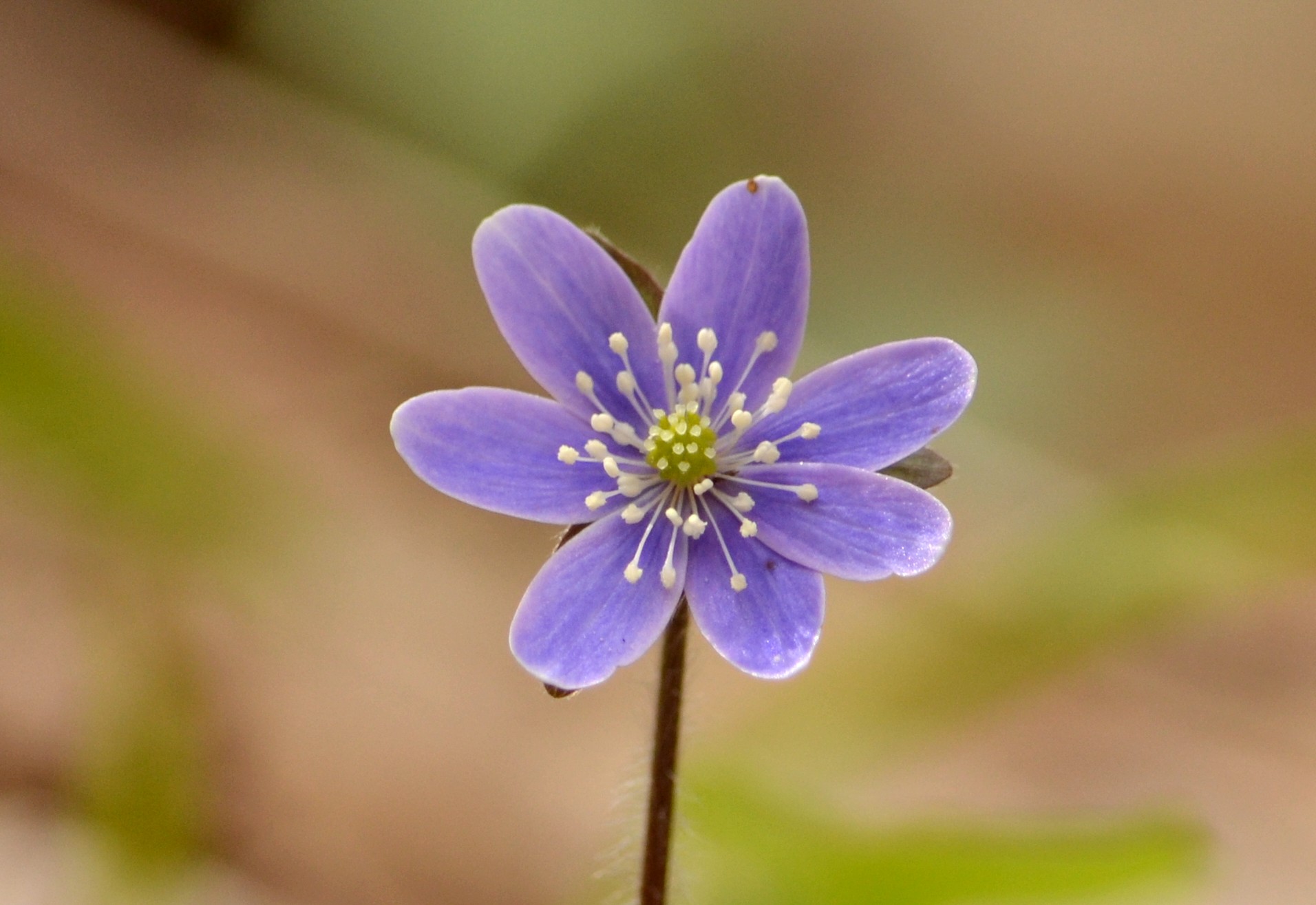 Woods Walks and Wildlife: March and April, 2021