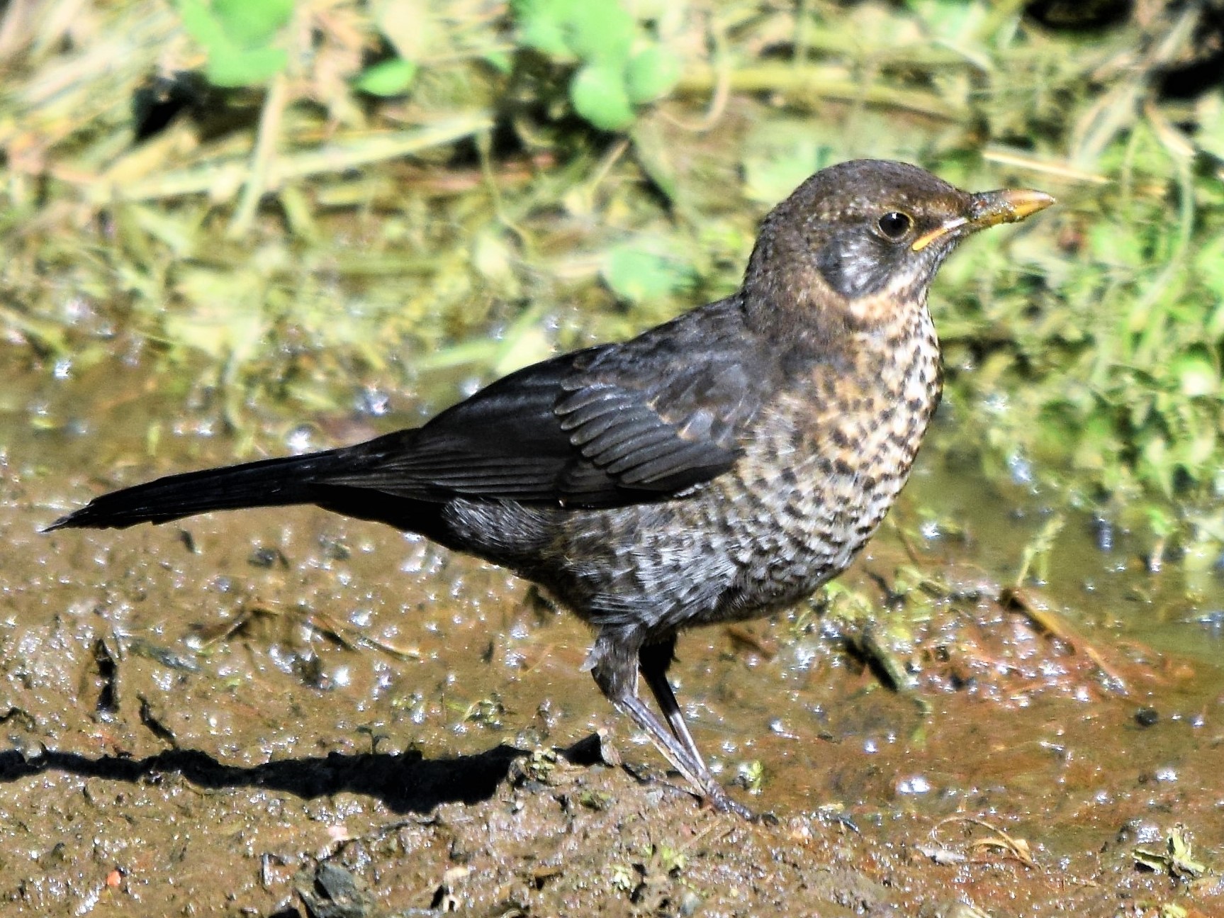 Imagens da vida animal: Por terras da Beira XXXIII: Melro-preto (Turdus ...