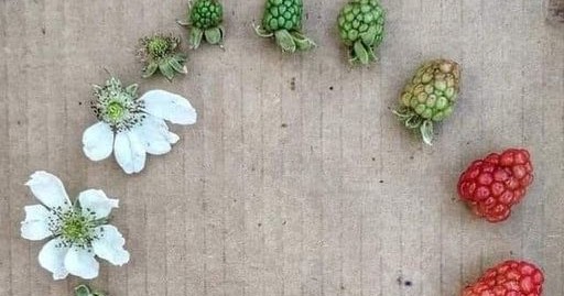 Binnenkant : Wat er vooraf gaat aan een braam...