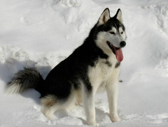 Dog Breeds brief history of siberian huskies