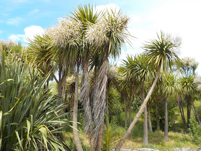 cabbage tree farm: Cabbage tree flowering season