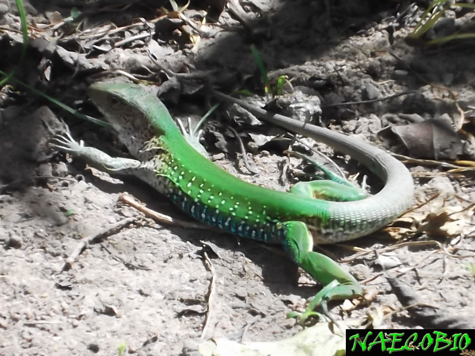 Os Seres Vivos: CALANGO-VERDE