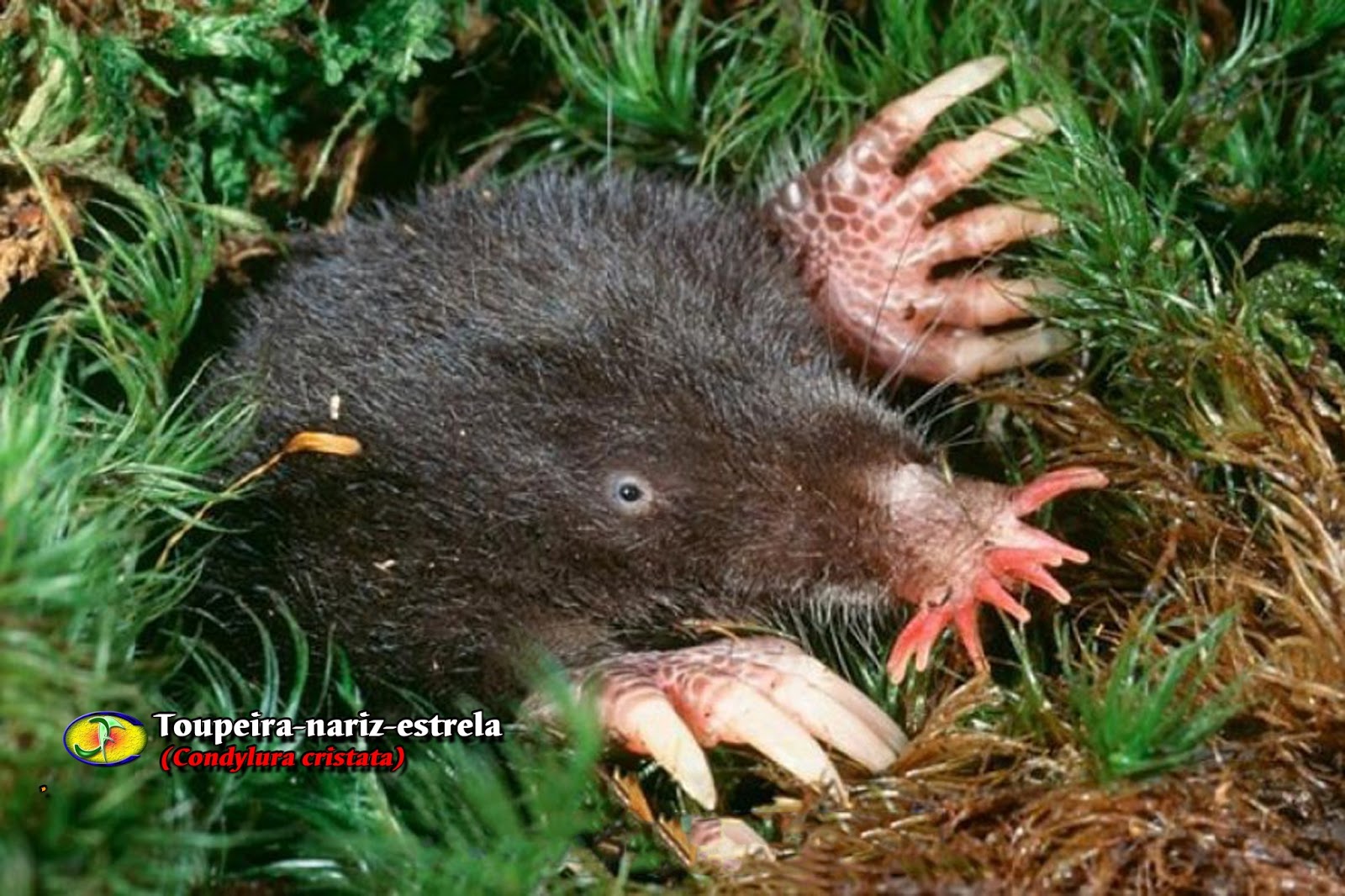 Zoologia: Toupeira-nariz-de-estrela (Condylura cristata)