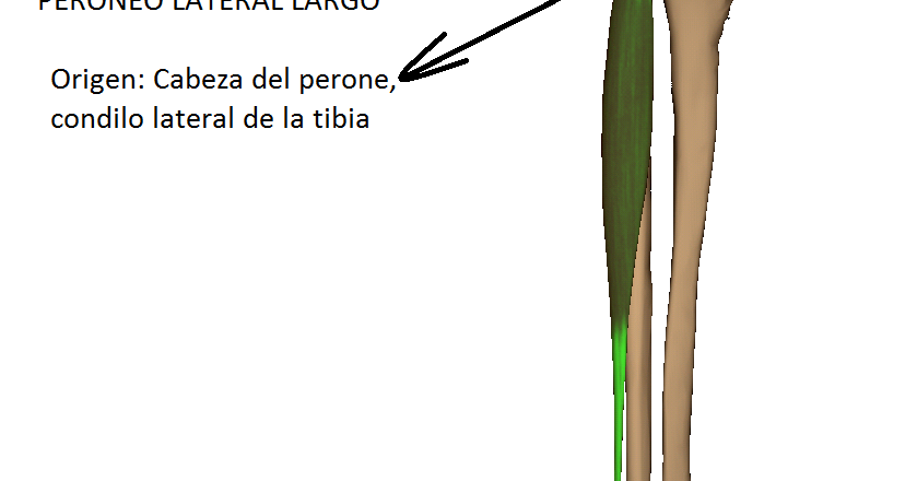 Anatomy full : MUSCULO PERONEO (LATERAL) LARGO