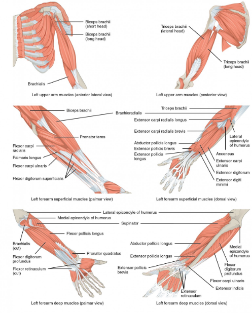 Anatomi Otot Ankoneus Pada Ekstremitas Atas Manusia - Anatomi Tutorial