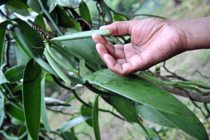 VANI - LOÀI HOA NĂM CHỈ NỞ CÓ MỘT NGÀY - Quinhon11