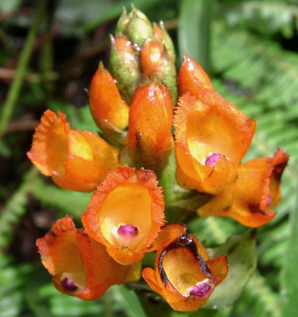 Elleanthus Aurantiacus