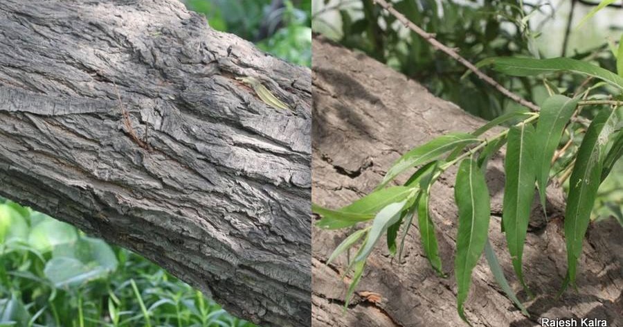 Indian trees: Indian Willow tree: Salix tetrasperma