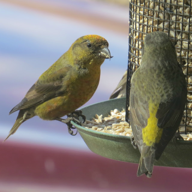 Birding Is Fun!: A Crossbill Month