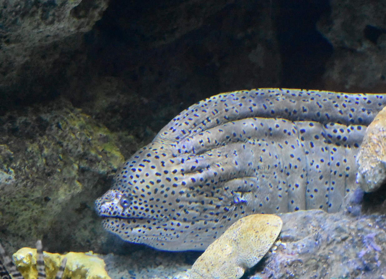 ZOOTOGRAFIANDO (6.100 ANIMALS): MORENA MOTEADA / SPOTTED MORAY ...