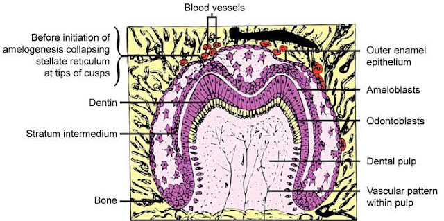 Understand Development of Tooth Stages With Diagrams and Charts